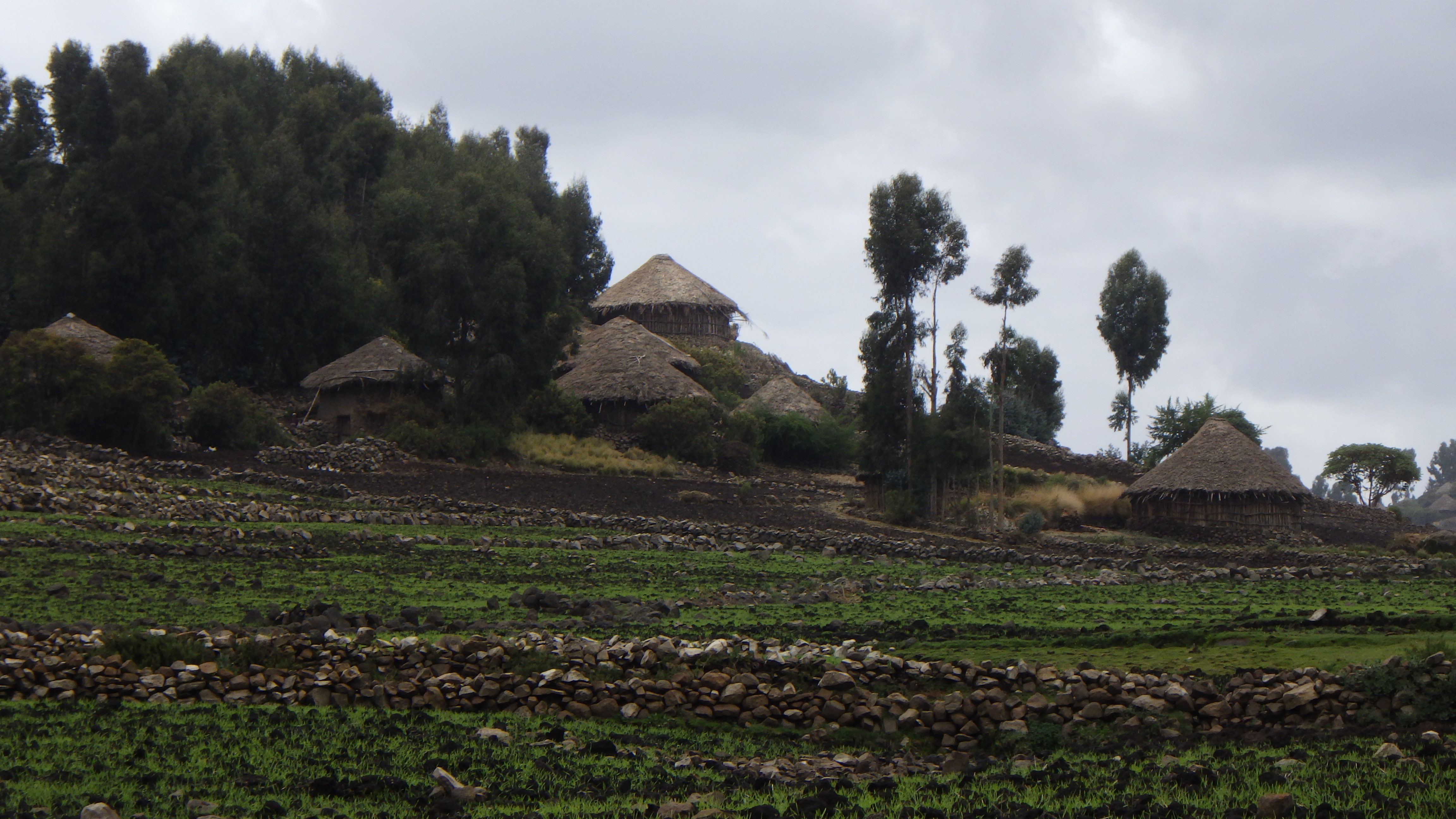 Village plateau à 3600 mètres en Ethiopie : Éthiopie : Routard.com