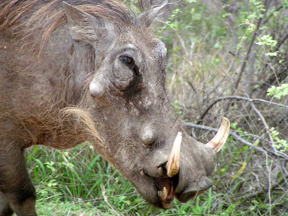 LE REDOUTABLE PHACOCHERE : Animaux : Parc National Kruger : Parc ...