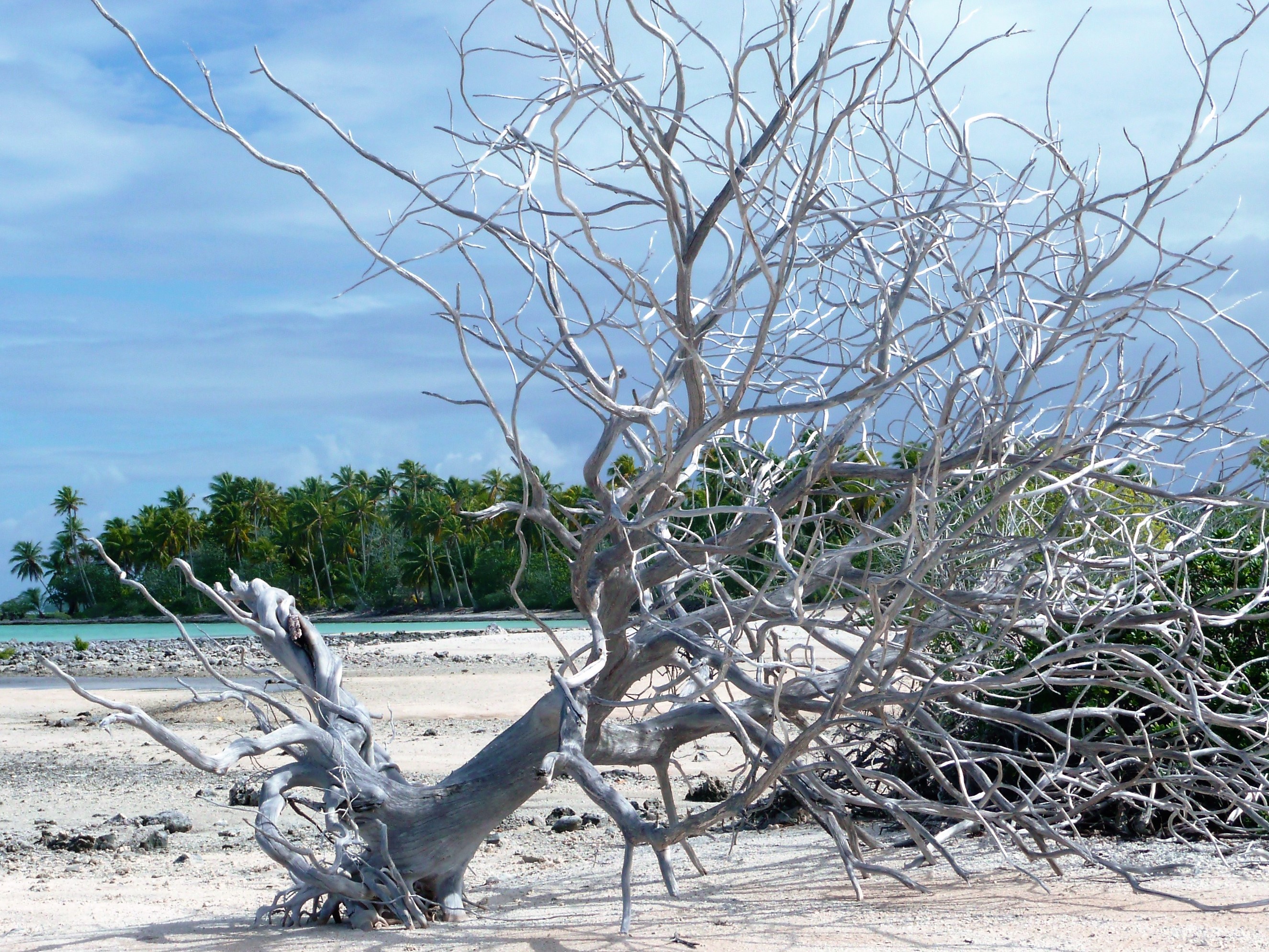 Makemo : Plages : Mer : Arbres : Archipel des Tuamotu : Polynésie ...
