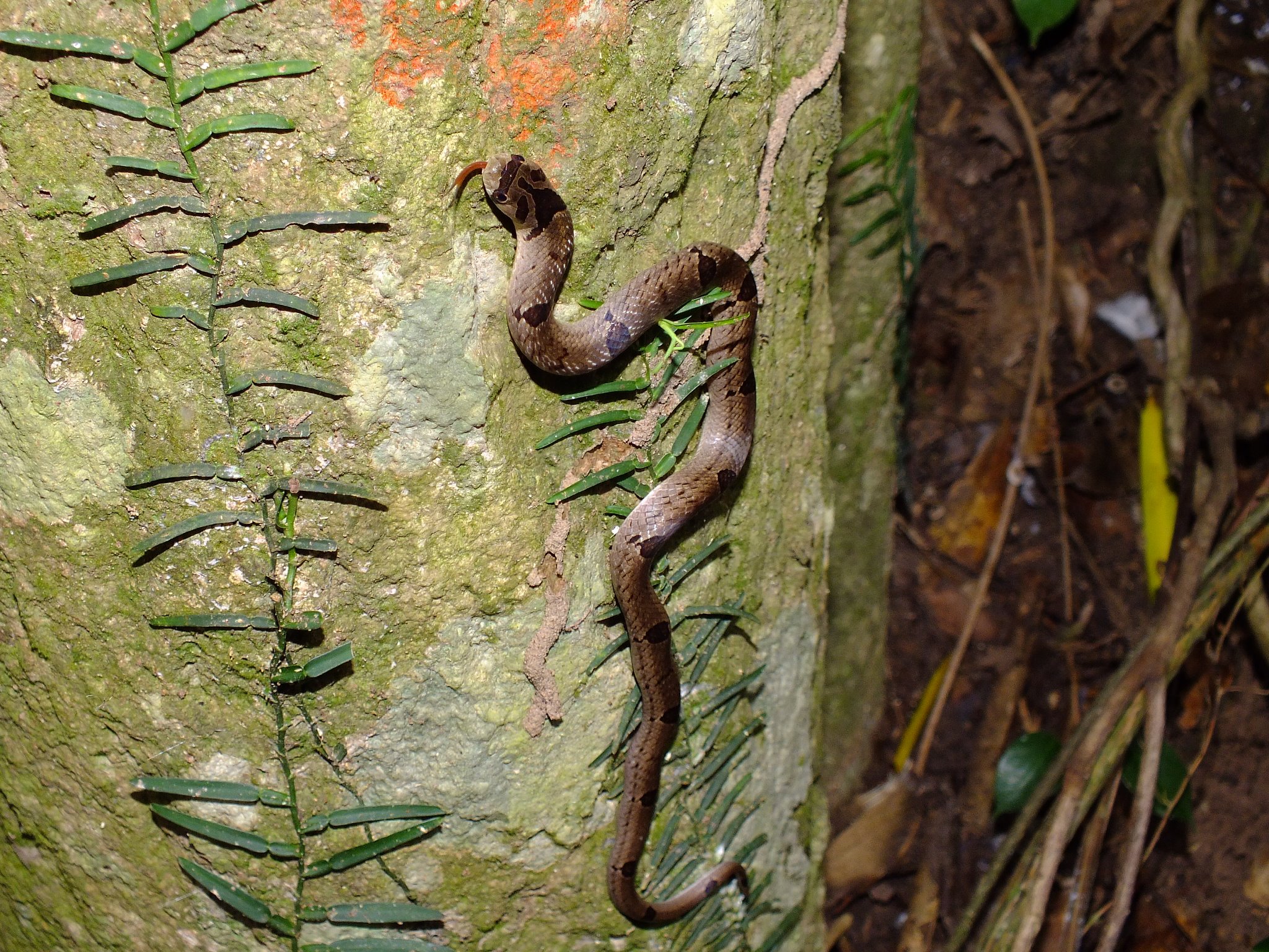 Phou Phanang : Serpents : Animaux : Reptiles : Animaux : Animaux ...