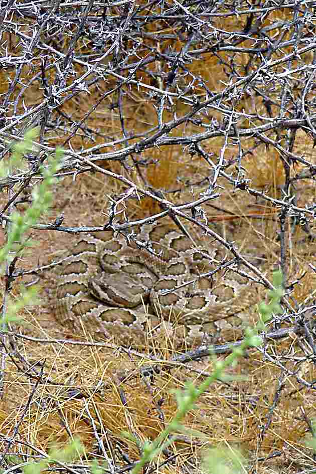 Crotale : Serpents : Animaux : Reptiles : Animaux : Animaux : Lake ...