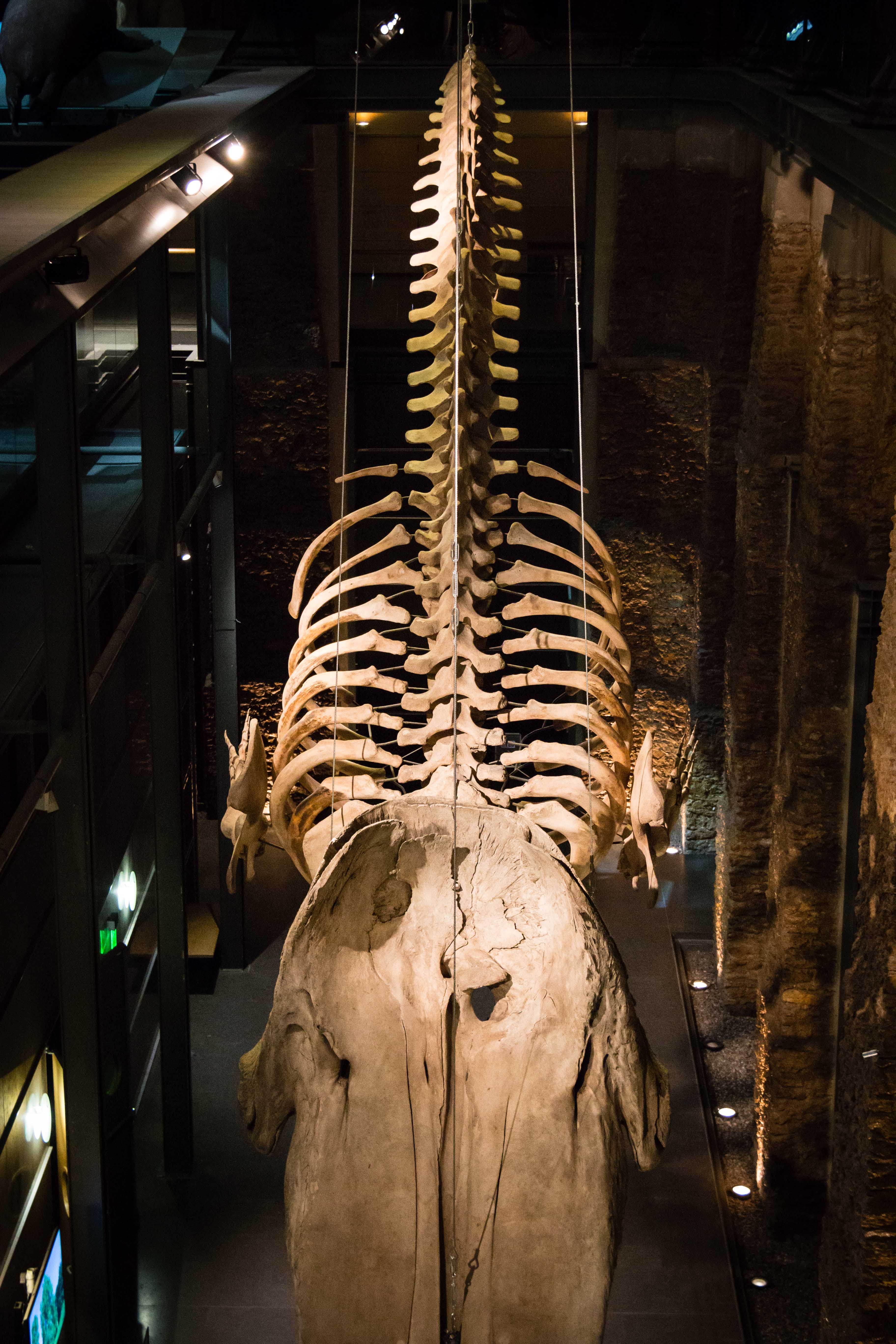 Galerie de l'Evolution, squelette de cachalot : Animaux : Muséum ...