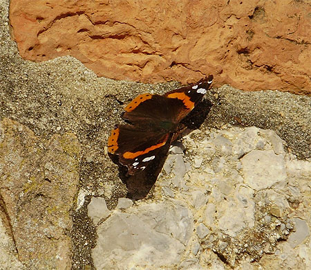 Papillon en Italie : Papillons : Animaux : San Gimignano : Sienne et ...