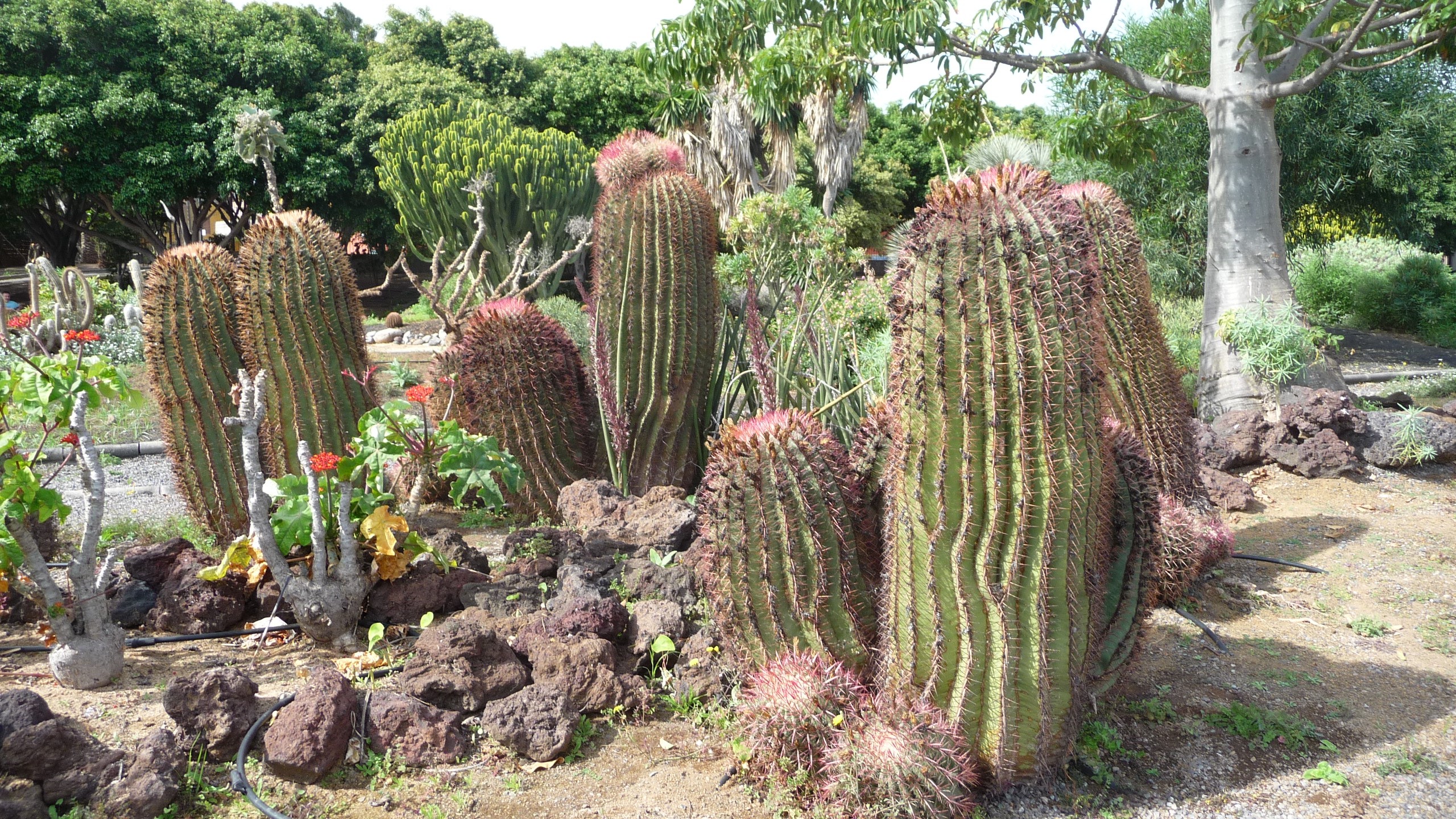 Las palmas : Plantes : Jardin botanique des Canaries Viera y Clavijo ...