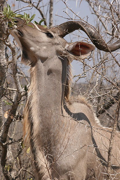 Grand Koudou mâle : Animaux : Parc National Kruger : Parc national ...