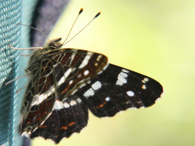 Arachia Levania : Papillons : Animaux : Insectes : Animaux : Animaux ...