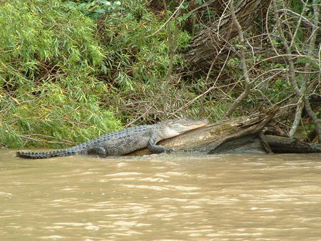 Bayou : Crocodiles : Animaux : Bayous de Louisiane : Pays cajun et ...