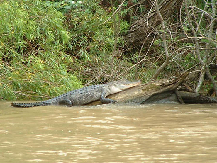 Bayou : Crocodiles : Animaux : Bayous de Louisiane : Pays cajun et ...