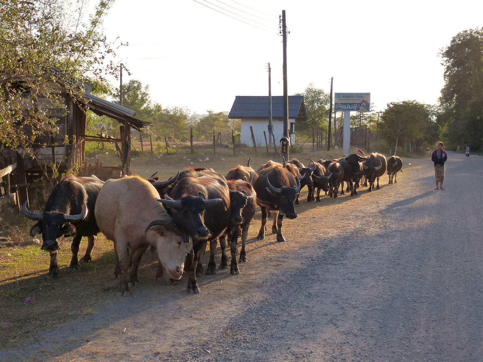 Rentrée au bercail : Vaches : Animaux : Animaux : Province de ...