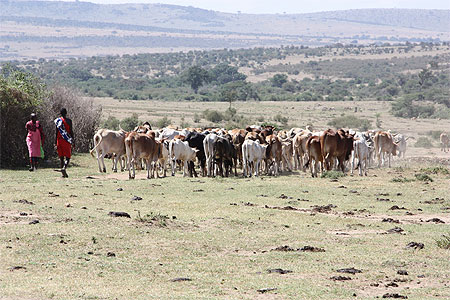 Masais et leur troupeau de vaches, chèvres et moutons : Réserve ...
