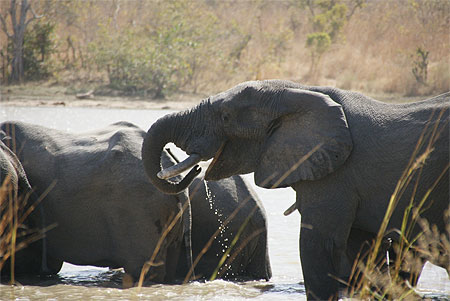 Les Pachydermes vont boire : Eléphants : Animaux : Animaux : Forêt ...