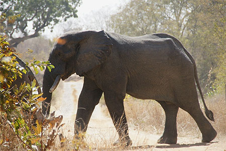 Les Pachydermes vont boire : Eléphants : Animaux : Animaux : Forêt ...