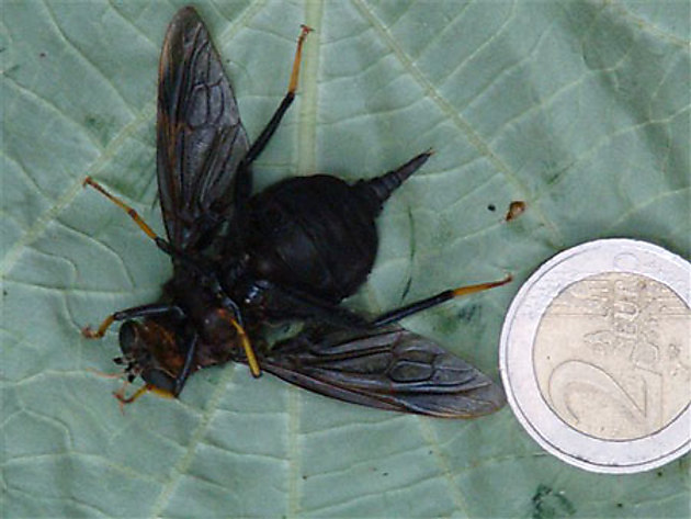 Maxi mouche : Insectes : Animaux : Puerto Viejo de Talamanca : Côte ...