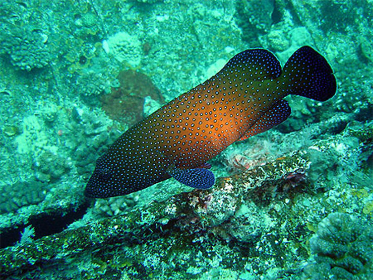 Mérou rouge : Plongée : Mer : Poissons : Animaux : Île Maurice ...