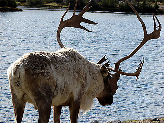 Caribou : Animaux : Saint-Félicien : Saguenay-Lac-Saint-Jean : Québec ...