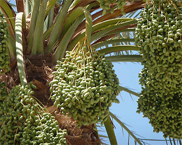 Dattes : Arbres : Louxor : Vallée du Nil : Égypte : Routard.com