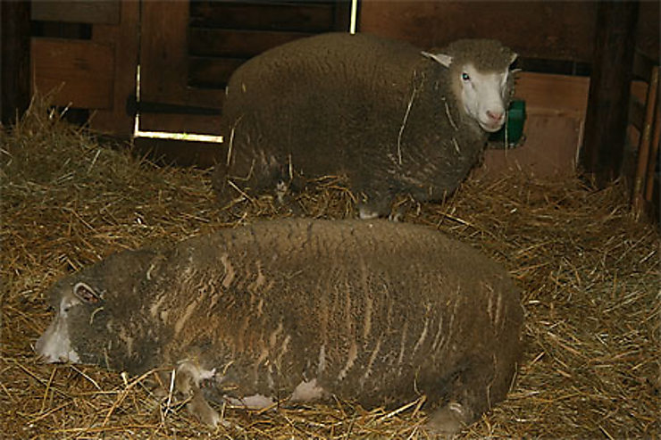 Brebis : Animaux : Ferme Georges-Ville : Bois de Vincennes : 12ème ...