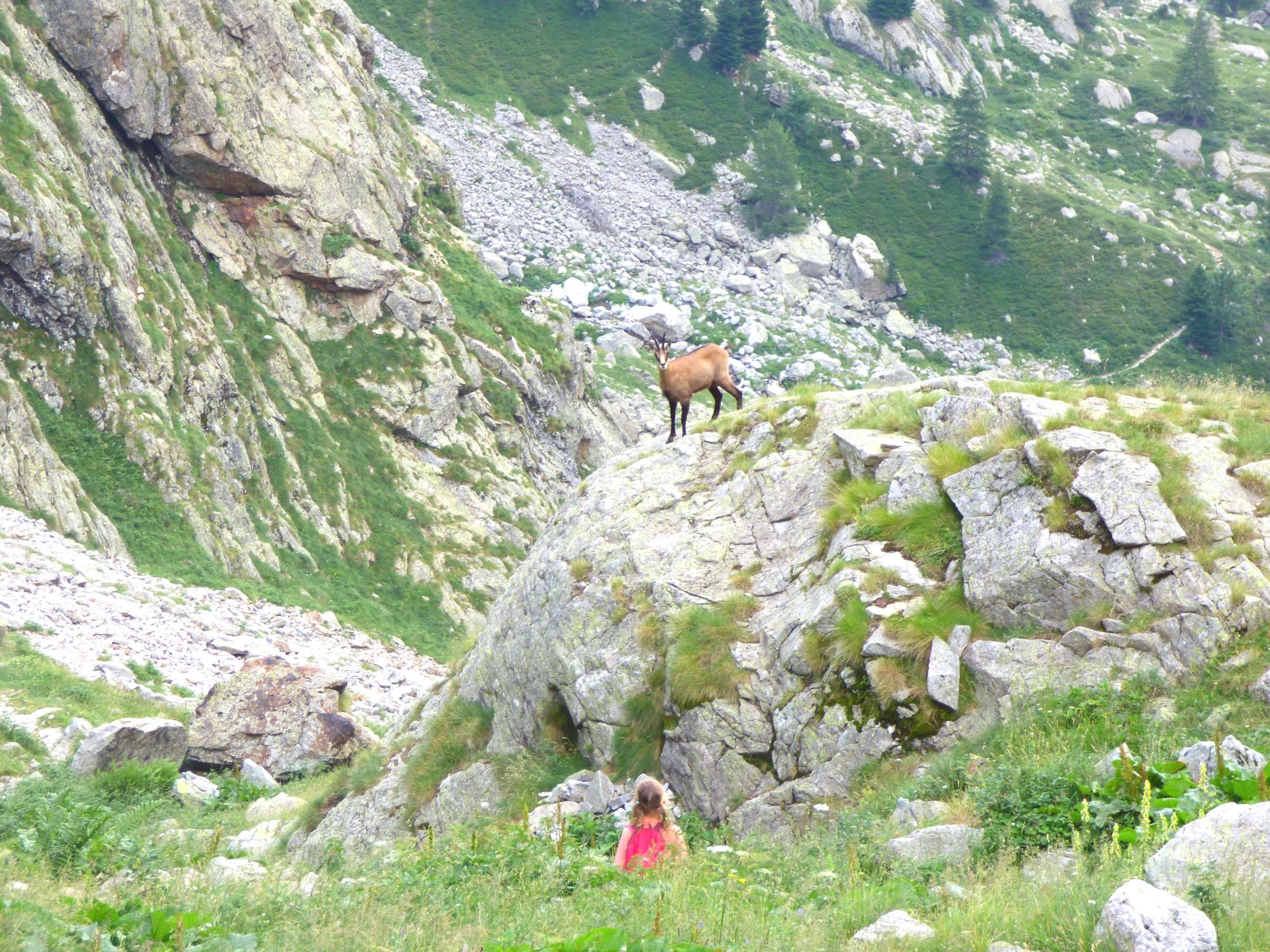 Chamois - Parc national du Mercantour : Animaux : Parc national du ...
