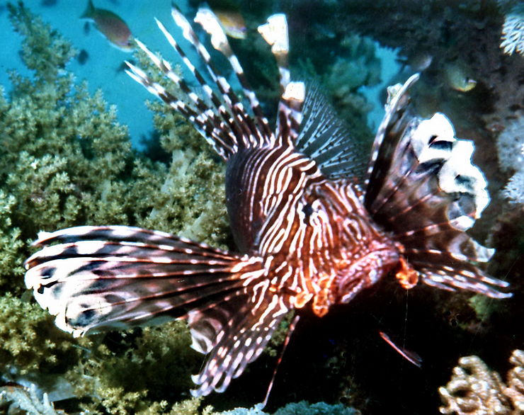 Poisson scorpion (pteroïs volitans) : Poissons : Animaux : Hurghada (el ...