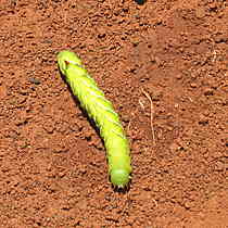 Insecte : Insectes : Animaux : Cuba : Routard.com