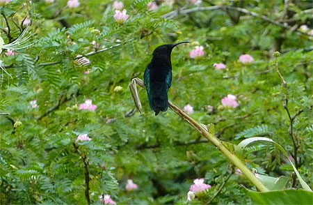 Colibri Sainte Lucie : Oiseaux : Animaux : Côte Ouest : Sainte-Lucie ...
