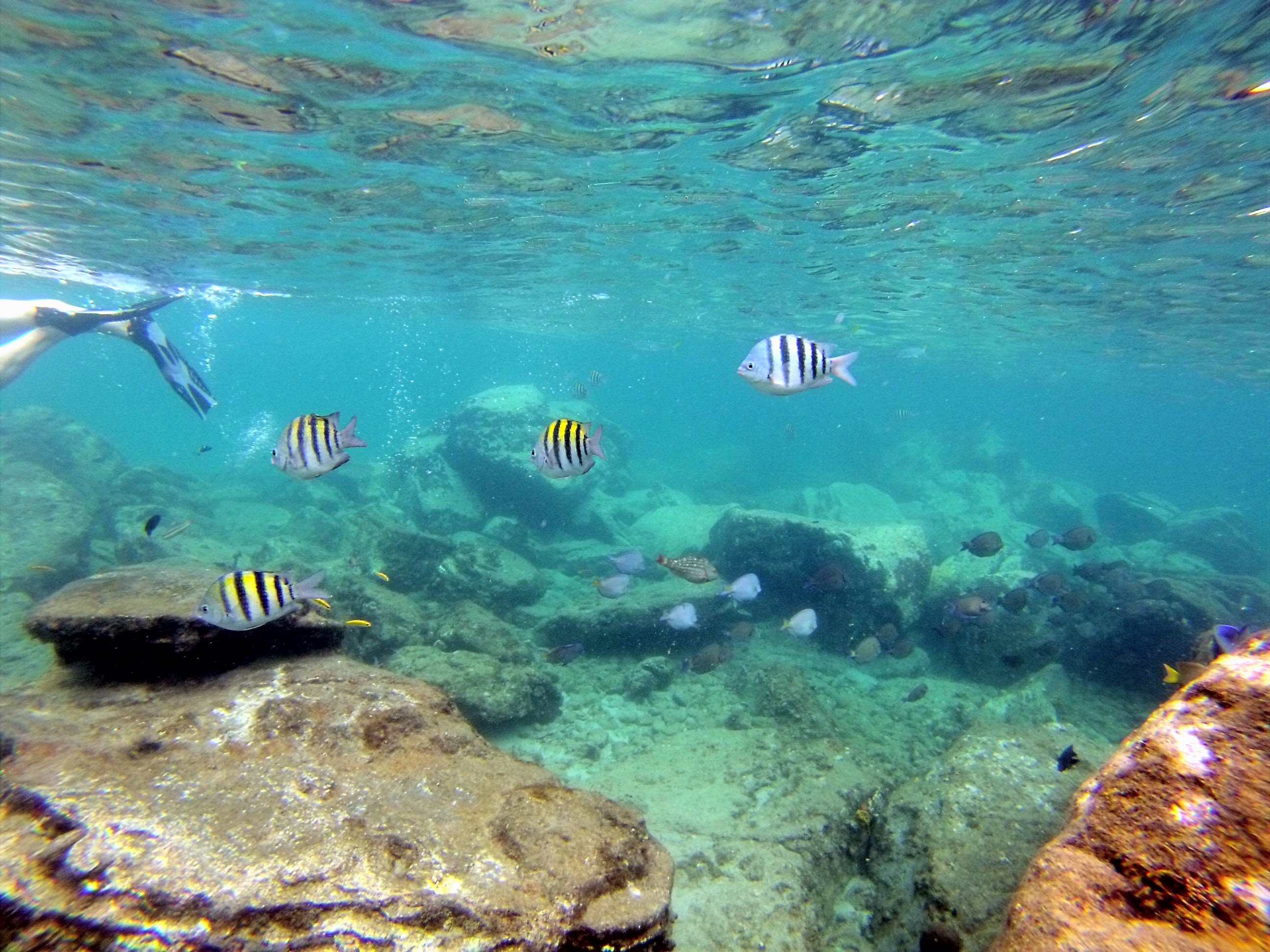Poissons Tropicaux aux Anses d'Arlet : Poissons : Animaux : Les Anses-d ...
