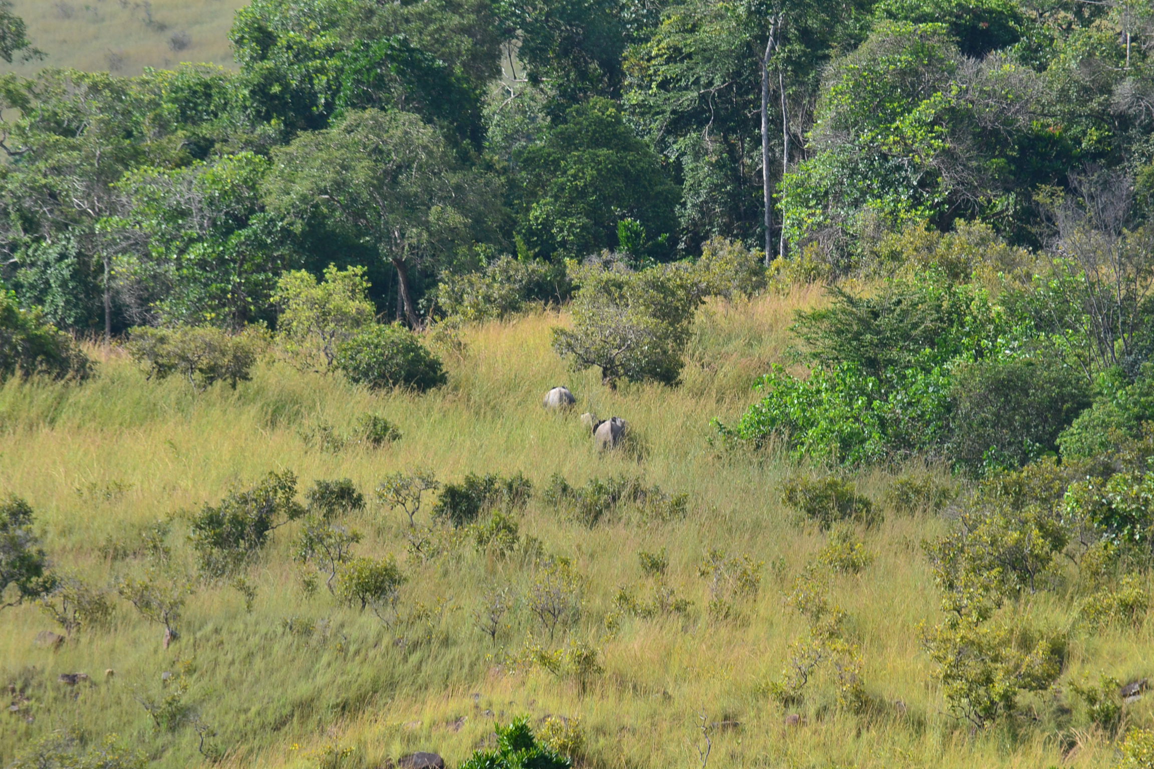 Éléphants dans le parc de la Lopé, Gabon : Eléphants : Animaux ...