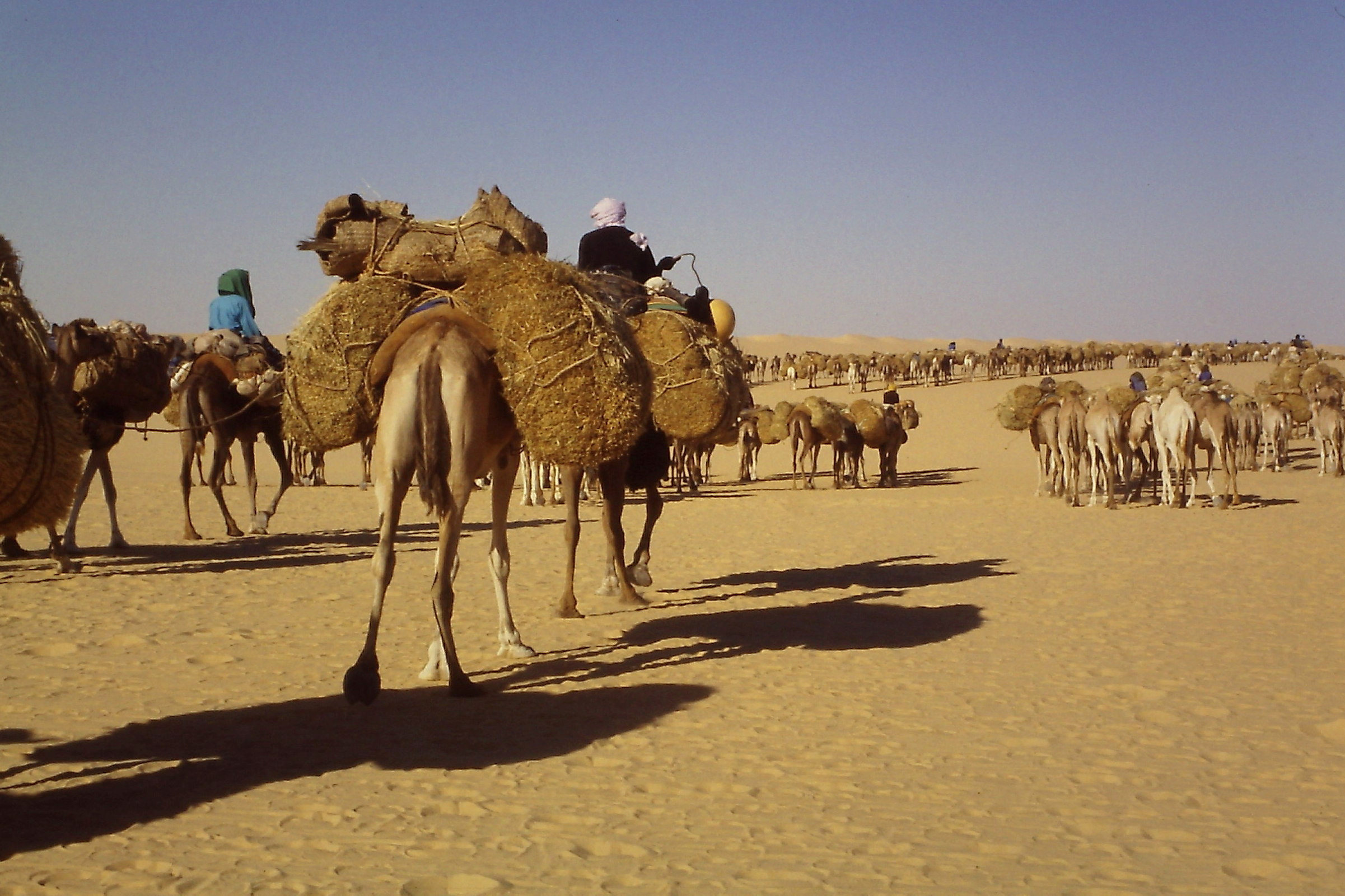 Désert du Ténéré : Dromadaires : Animaux : Désert : Animaux : Désert du ...
