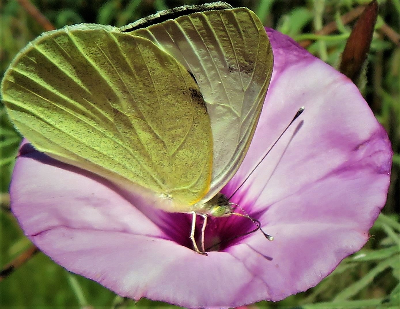 Plage de Lalyssos et son papillon : Papillons : Animaux : Fleurs ...