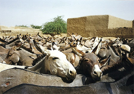 Ayorou marché aux ânes : Animaux : Ayorou : Région de Tillabéri ...