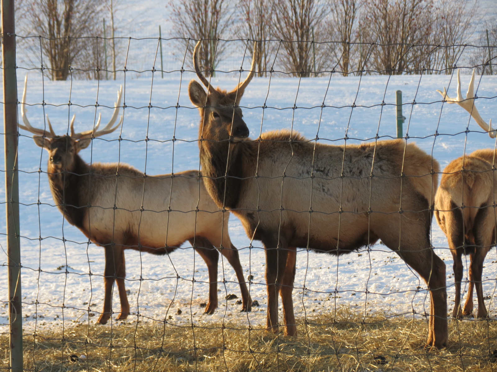 Wapitis à Luceville : Animaux : Sainte-Luce : Bas-Saint-Laurent ...