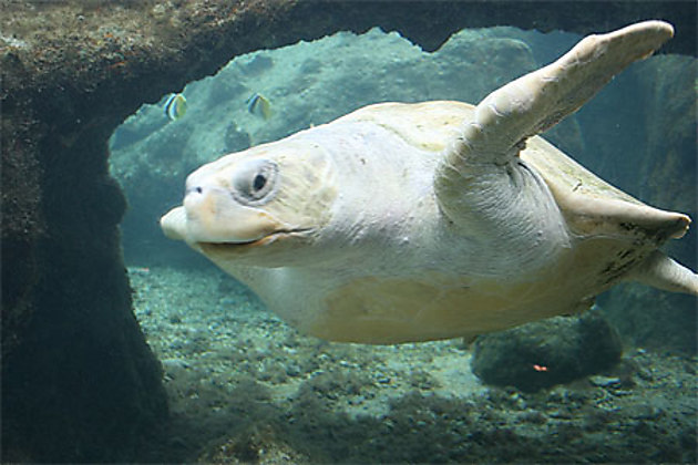Tortue marine : Tortues : Animaux : Reptiles : Animaux : Animaux ...