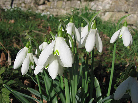 Perce neige : Fleurs : Châteauneuf-sur-Loire : Loiret : Châteaux de la ...