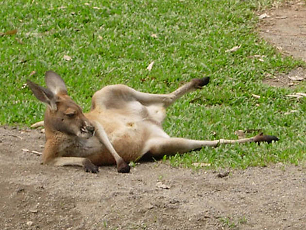 Kangourou : Marsupiaux : Animaux : Cairns : Queensland : Australie ...