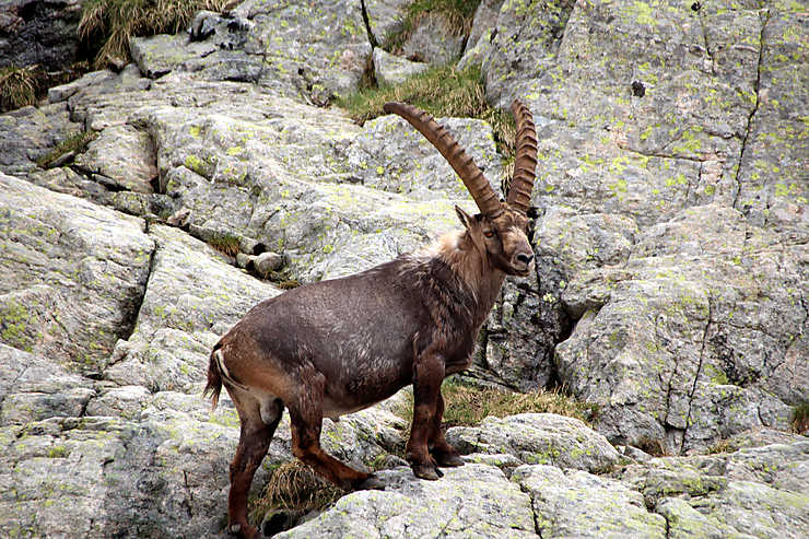 Bouquetin du Mercantour : Animaux : Parc national du Mercantour : Alpes ...