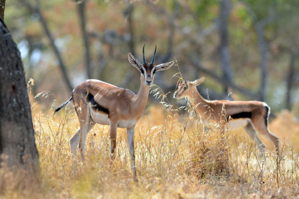 Antilope : Animaux : Éthiopie : Routard.com
