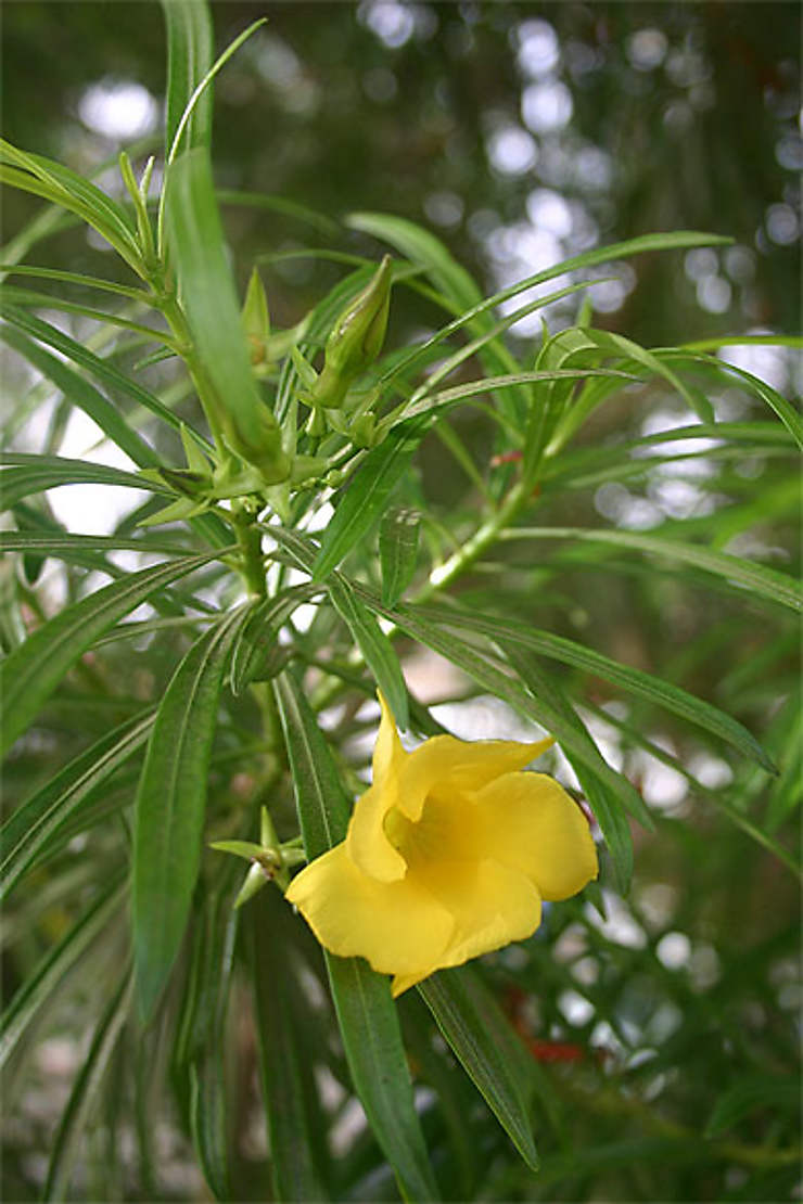 Fleur : Fleurs : Saint-Louis : Saint-Louis et le Nord : Sénégal ...
