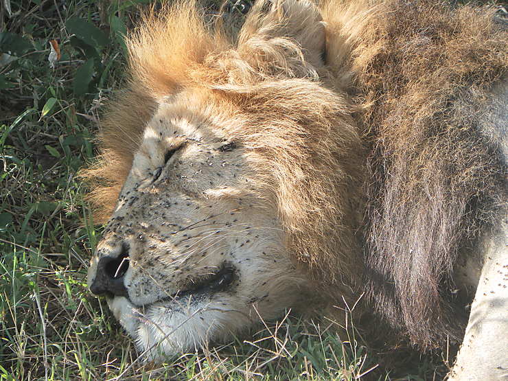 Lion endormi : Lions : Animaux : Animaux : Réserve nationale de Massaï ...