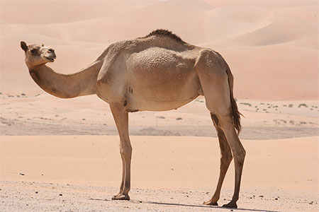 Un dromadaire : Dromadaires : Animaux : Désert : Animaux : Désert de ...