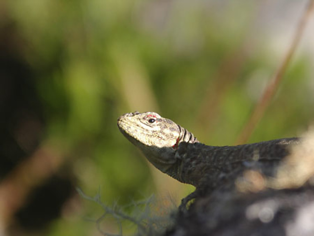 faune du wayna pichu : Reptiles : Animaux : Aguas Calientes : Cuzco et ...