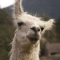 faune du wayna pichu : Reptiles : Animaux : Aguas Calientes : Cuzco et ...