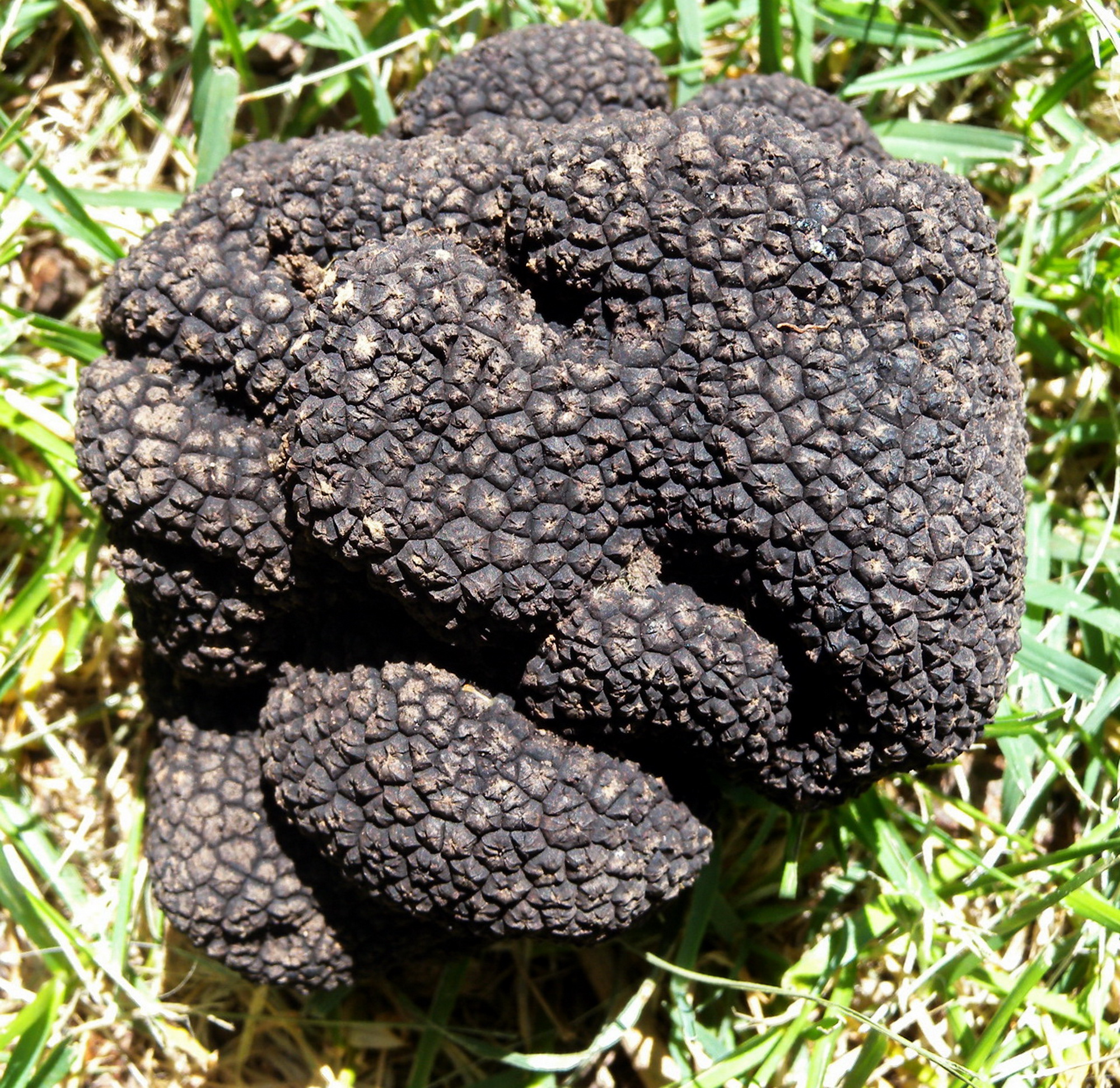 Truffe : Plantes : Aups : Var : Côte d'Azur : Routard.com