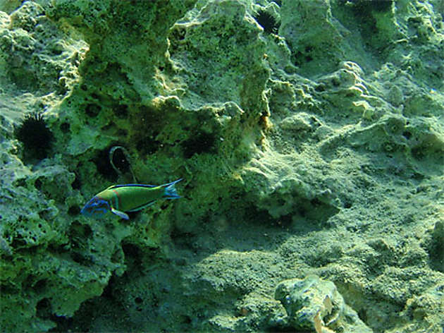 Une girelle : Poissons : Animaux : Grèce : Routard.com
