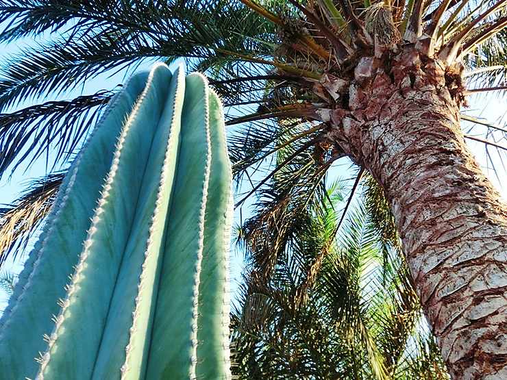 Jardin botanique des Canaries Viera y Clavijo : Plantes : Arbres ...
