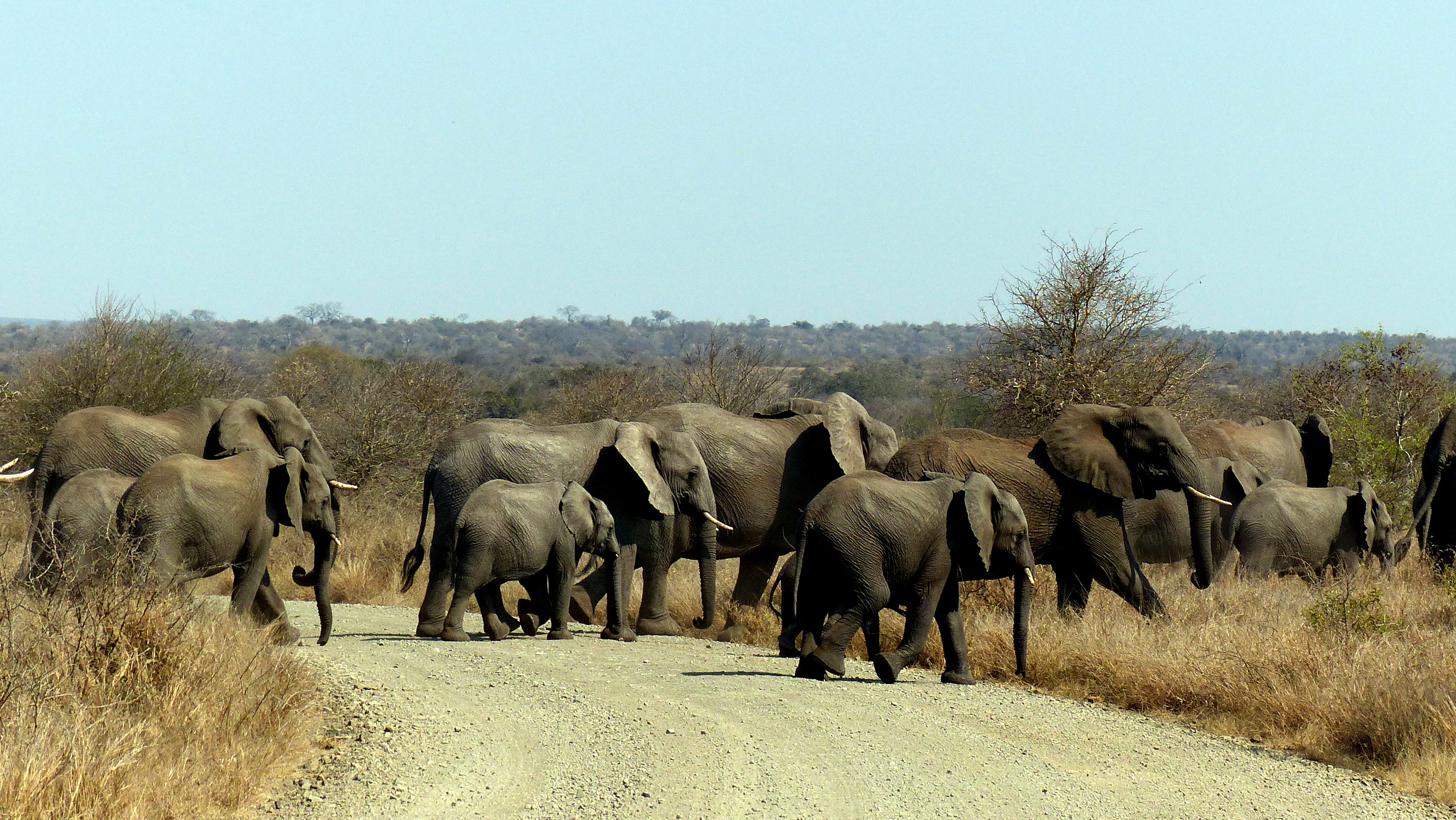 Une horde d'environ 300 éléphants qui rejoignent : Eléphants : Animaux ...