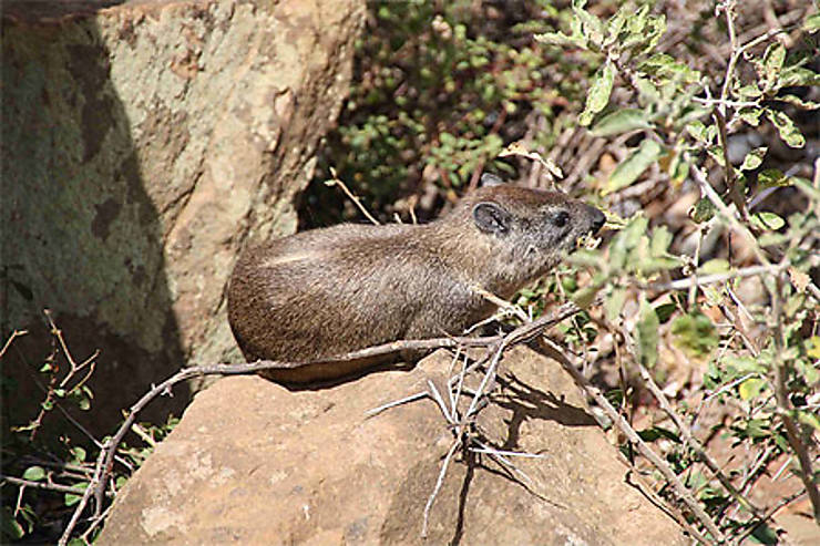Daman : Animaux : Nairobi : Nairobi et le centre : Kenya : Routard.com