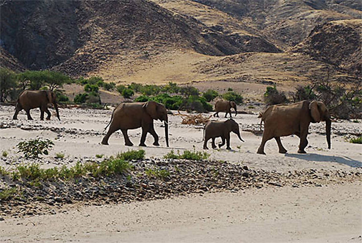 Pachydermes : Eléphants : Animaux : Animaux : Purros : Pays Himba ...