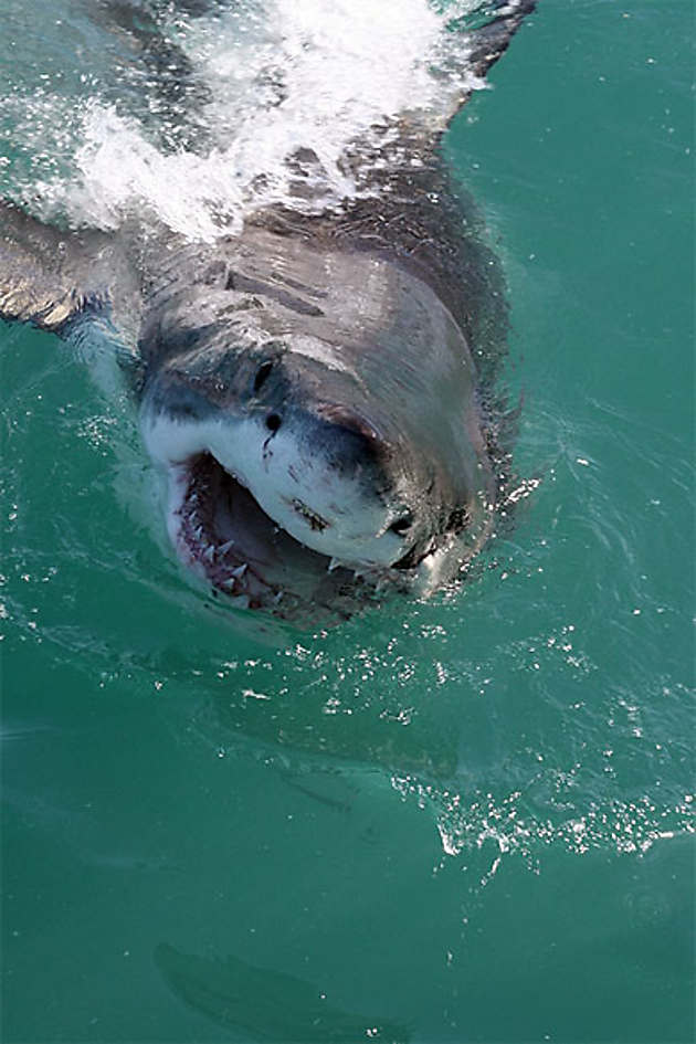 Attaque! : Requins : Animaux : Poissons : Animaux : Gansbaai : Province ...