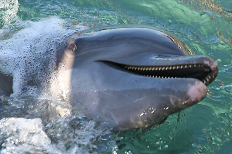 Le salut du dauphin : Dauphins : Animaux : Animaux : Moorea : Archipel ...