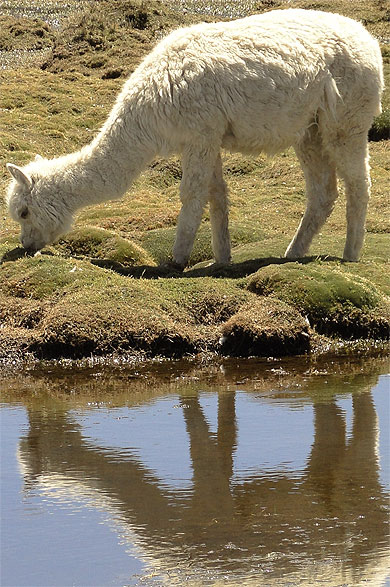 Huarizo : Animaux : Arequipa et sa région : Pérou : Routard.com